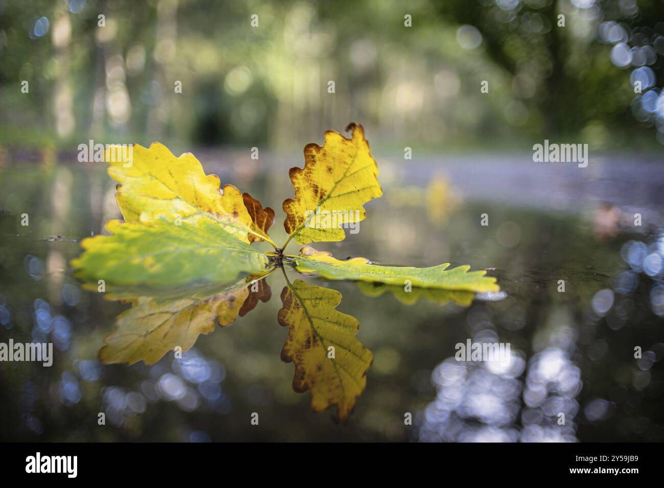 Autumn colours oak leaf with reflection in puddle Stock Photo - Alamy