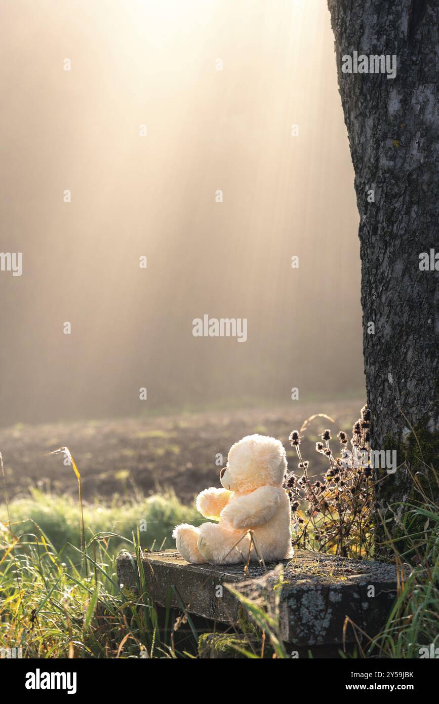 Stuffed teddy bear toy sitting, alone, on an aged wooden bench, at the ...