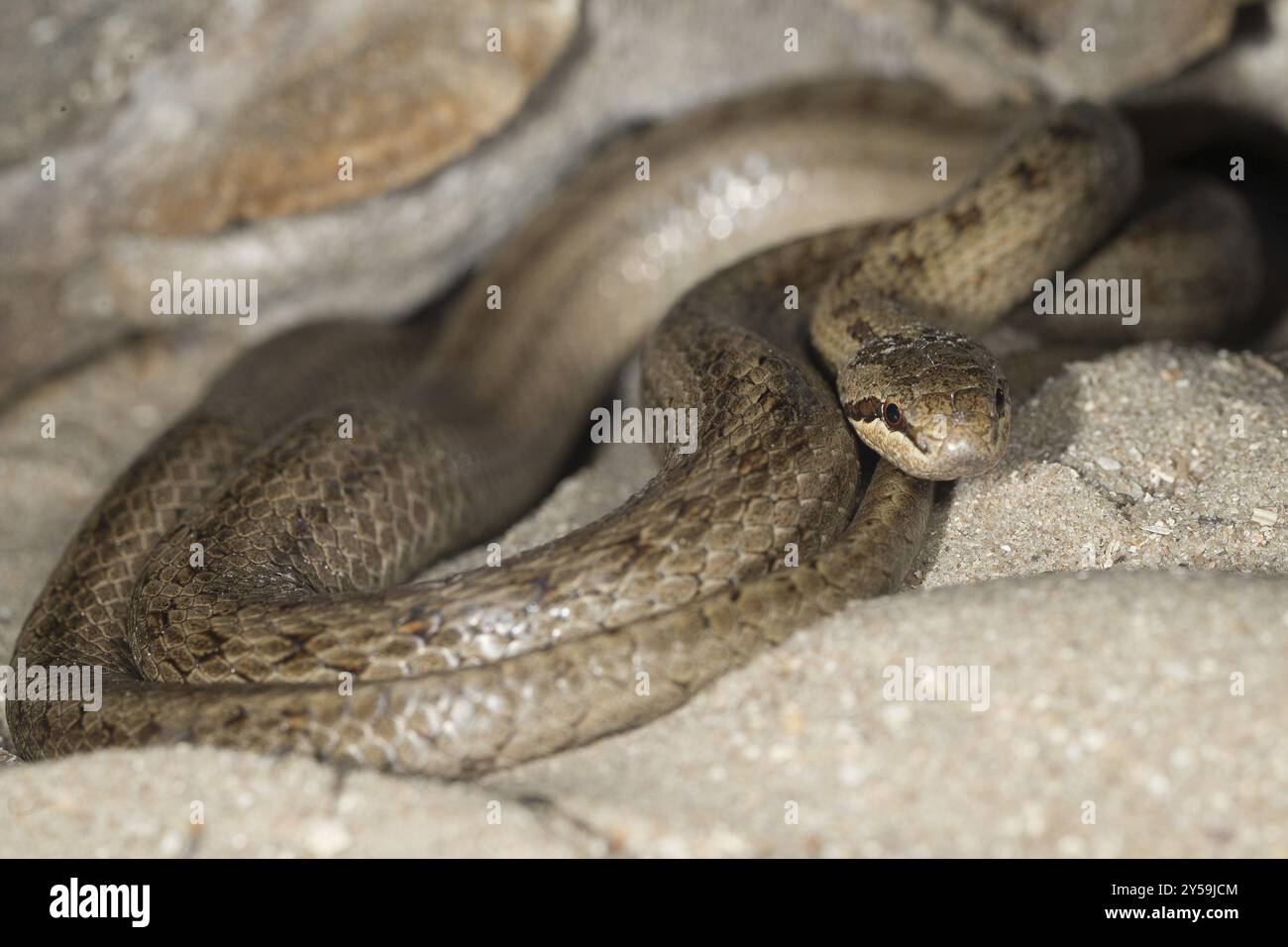 Side view of a smooth snake portrait Stock Photo - Alamy