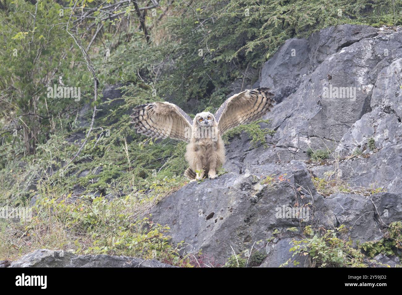 Frontal view of a young eagle owl during its first flight exercises in a quarry Stock Photo - Alamy