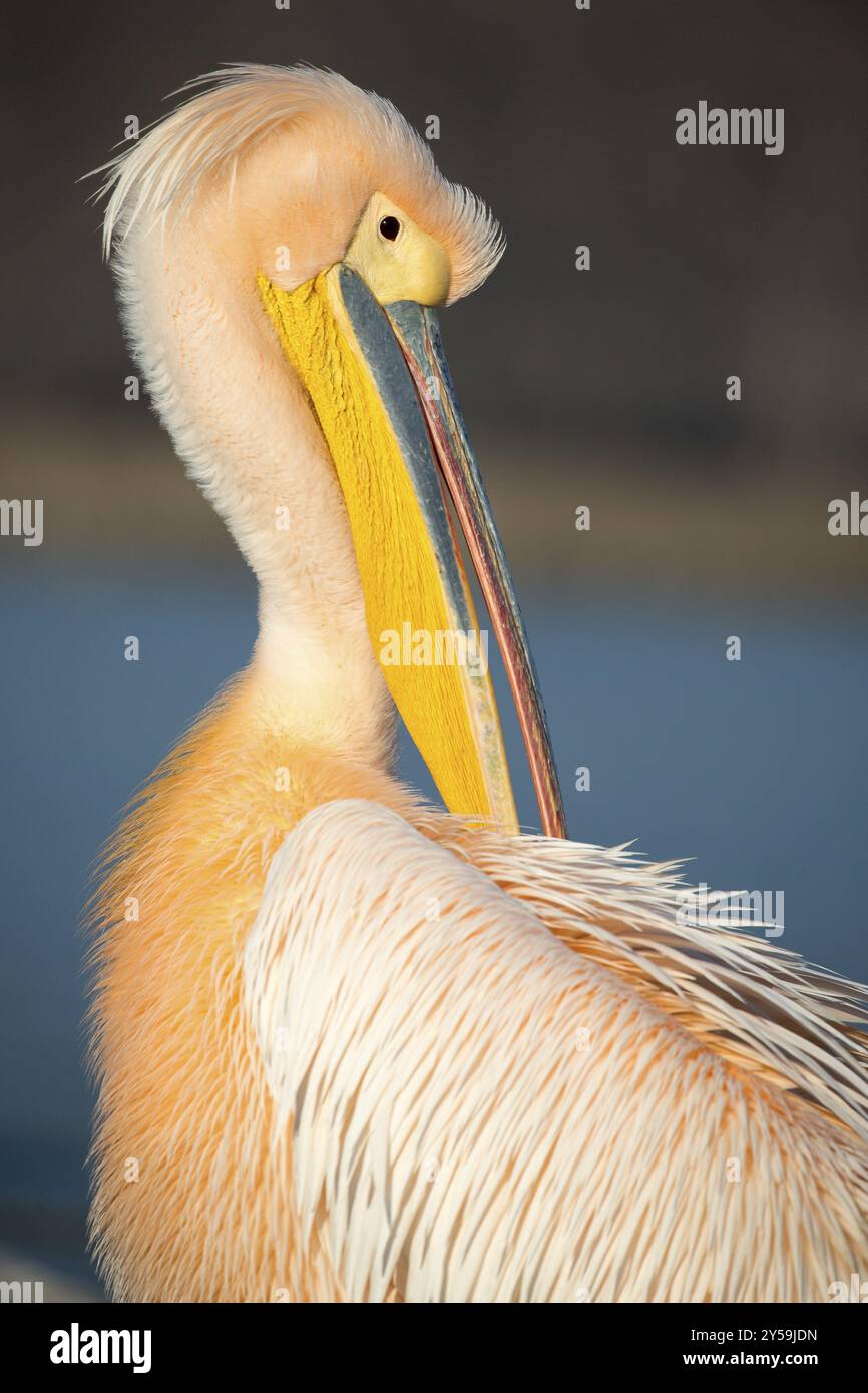Pink pelican head and beak in side view Stock Photo - Alamy