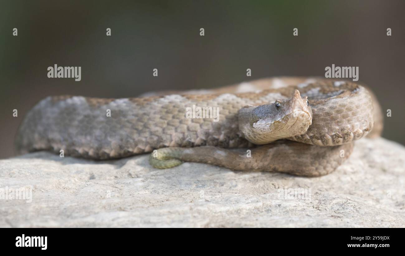 Side view of a female horned viper with the green underparts of the ...