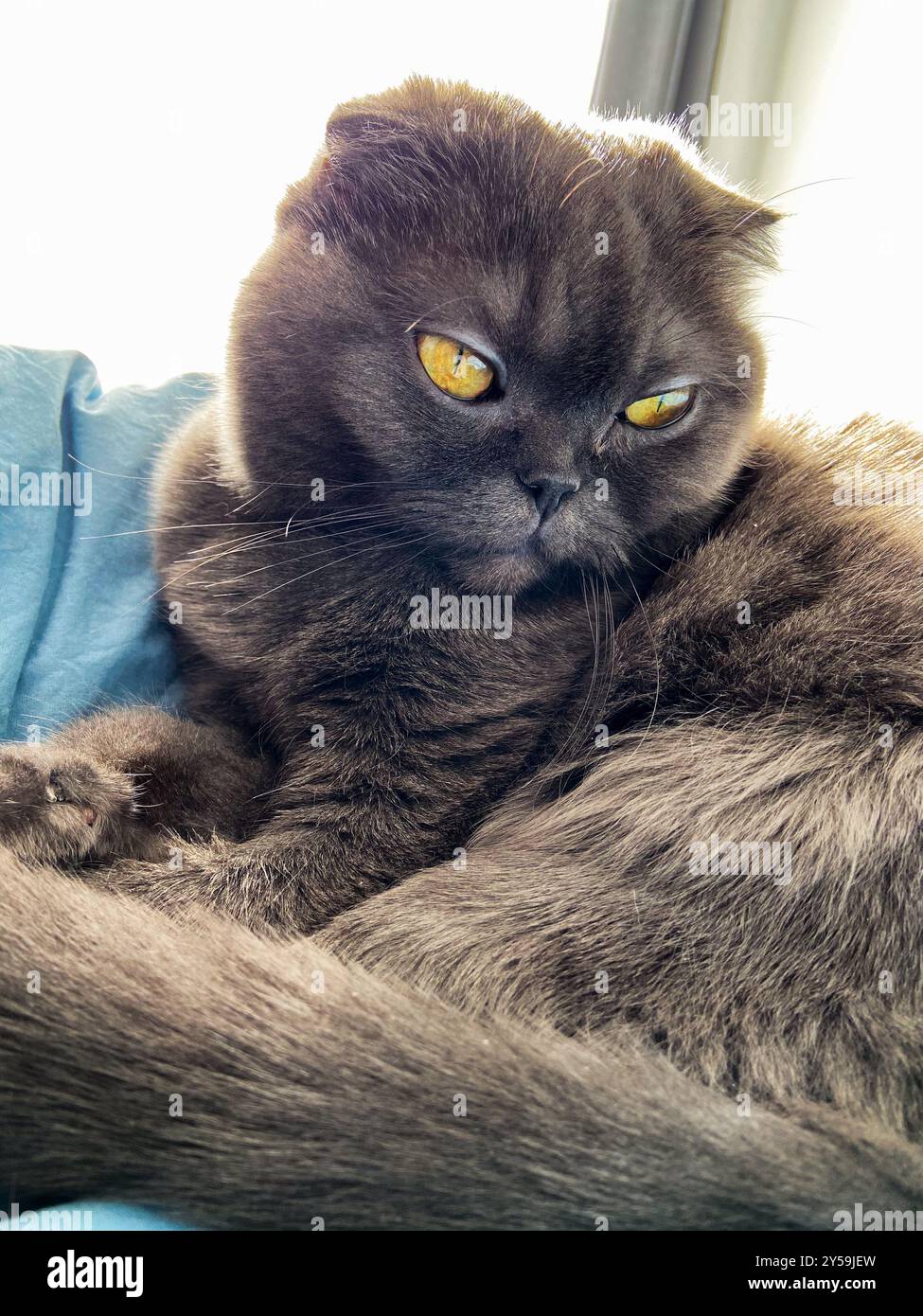 Lazy fat Grey cat Scottish fold on bed at home, relaxed pet Stock Photo ...