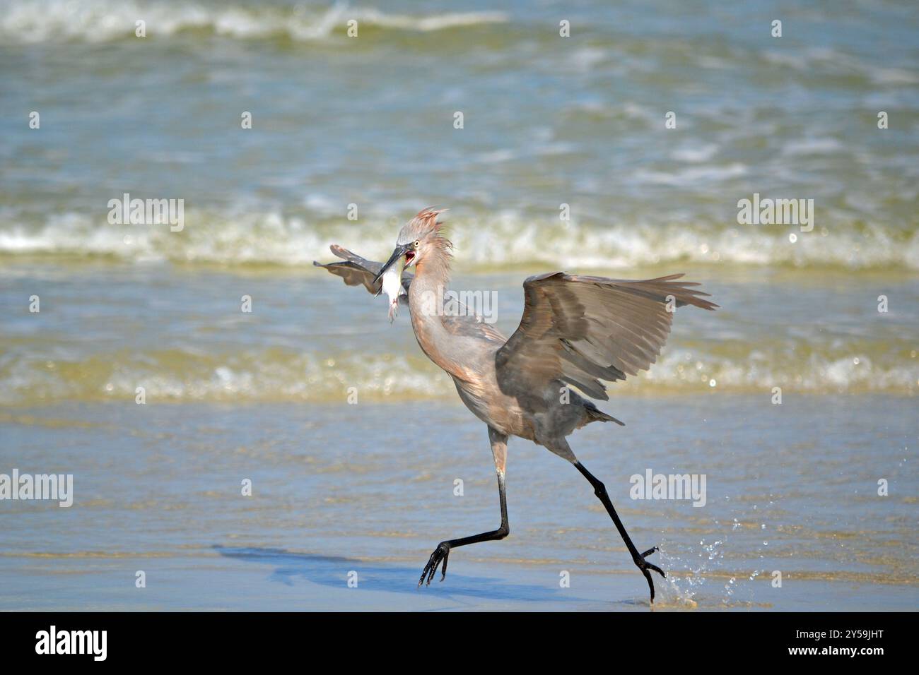 A protected species, Reddish Egret, running away with its a fish in its ...
