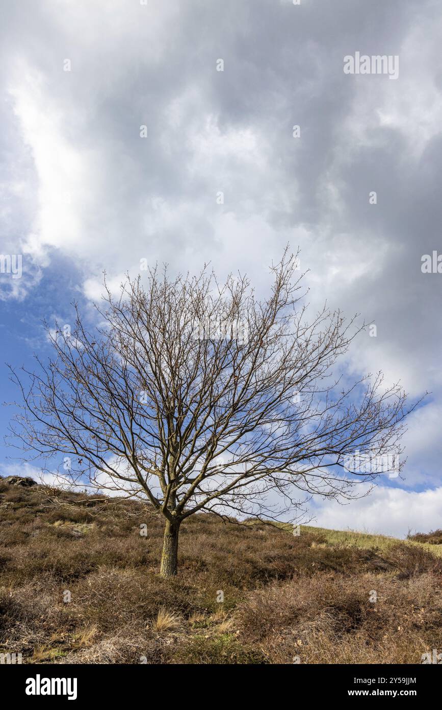 Multiple trees hi-res stock photography and images - Alamy