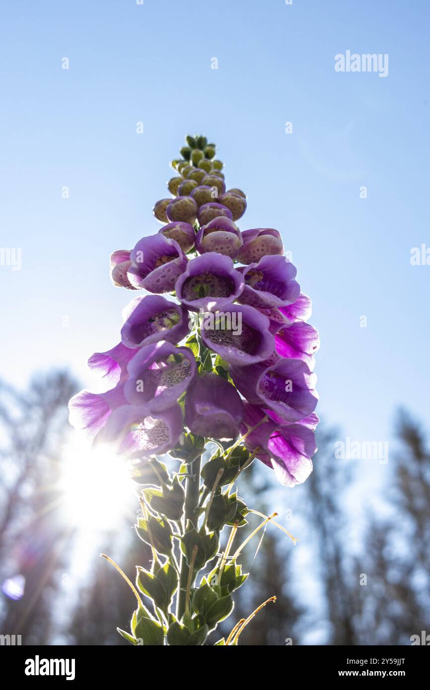 Common foxglove medicinal and poisonous plant Stock Photo - Alamy