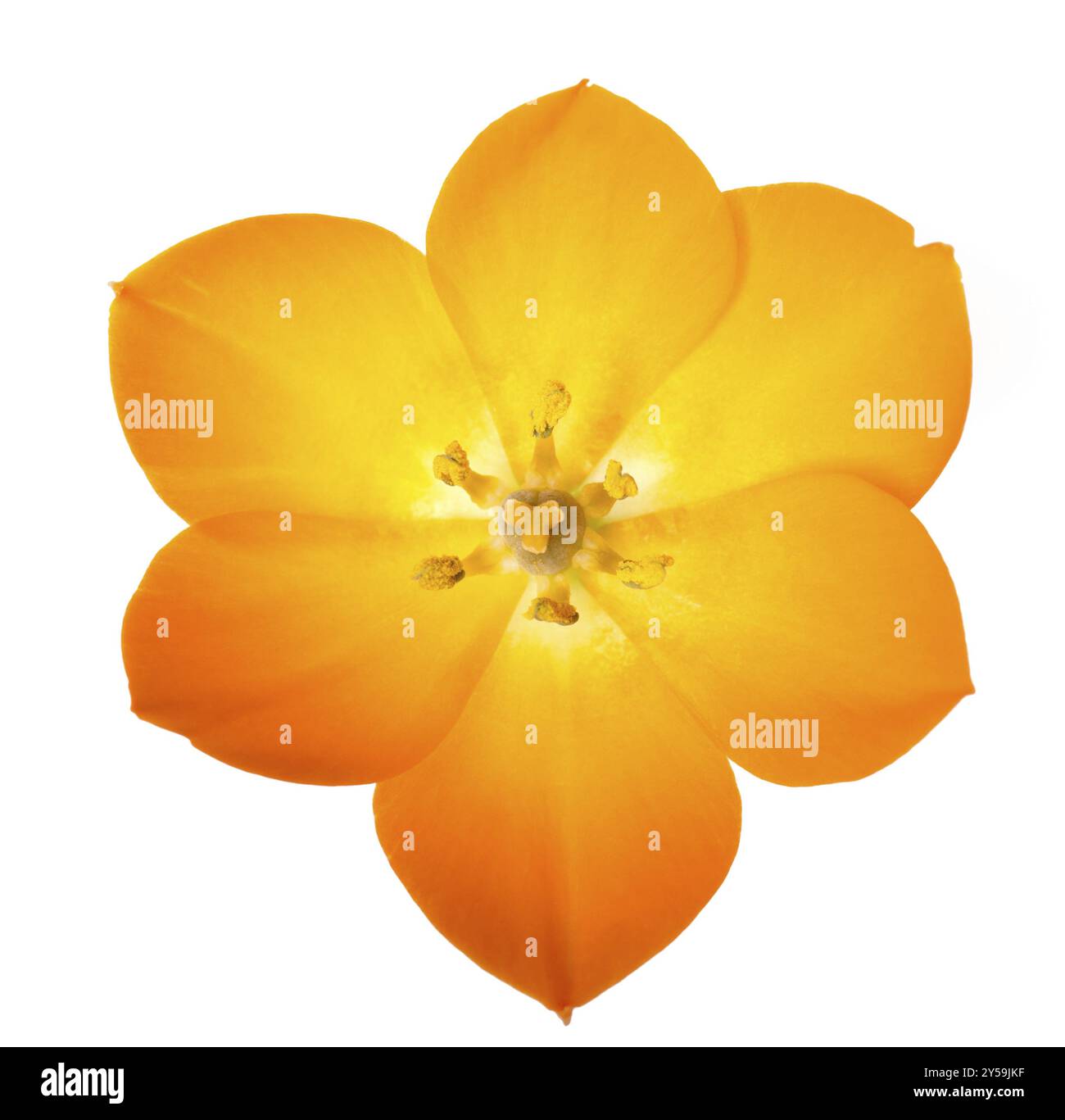 Sun Star on white background (lat. Ornithogalum Dubium Stock Photo - Alamy