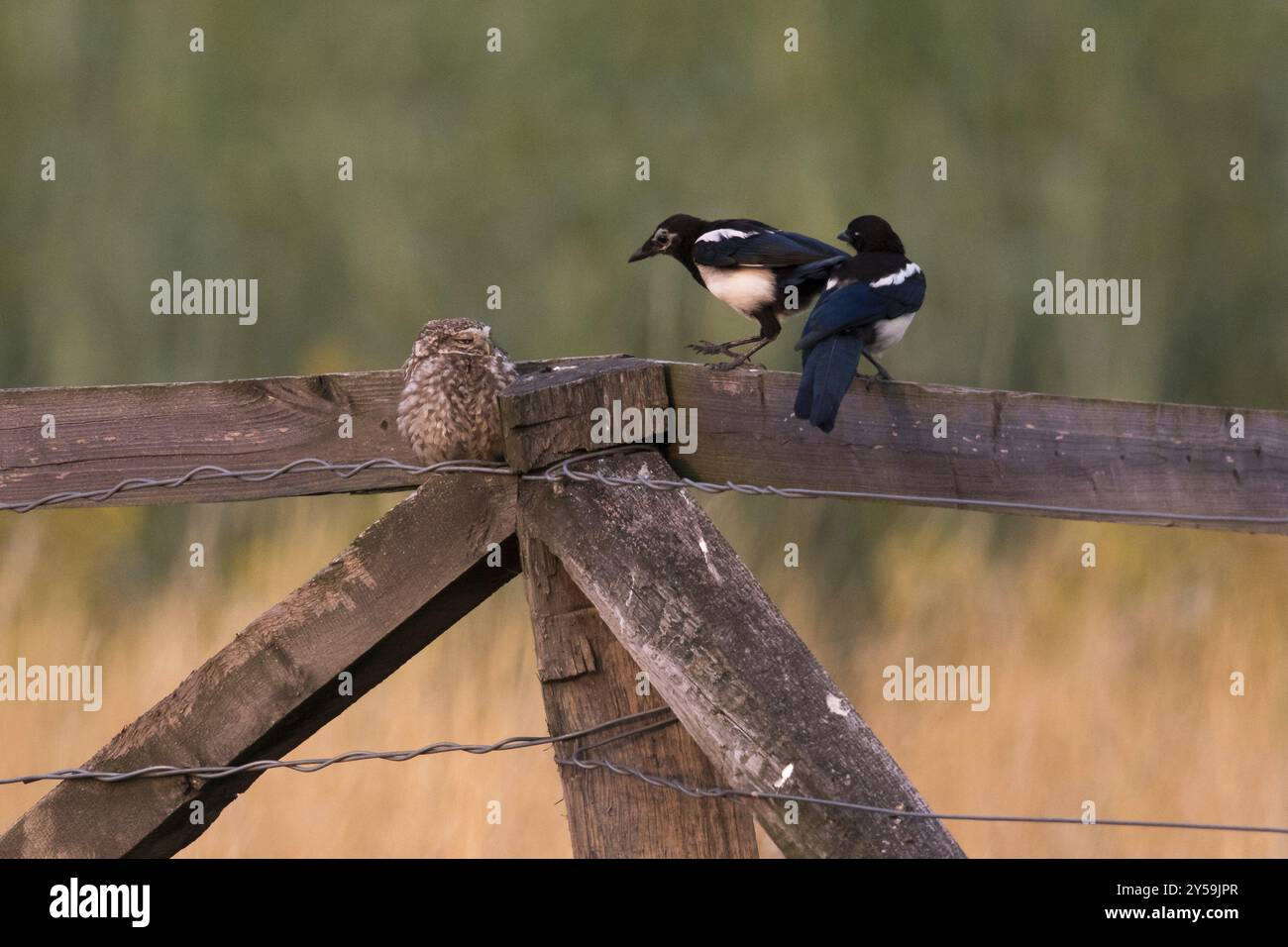 Magpies fighting hi-res stock photography and images - Alamy
