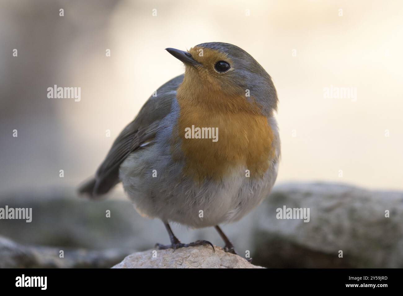 A robin sits on a stone Stock Photo - Alamy