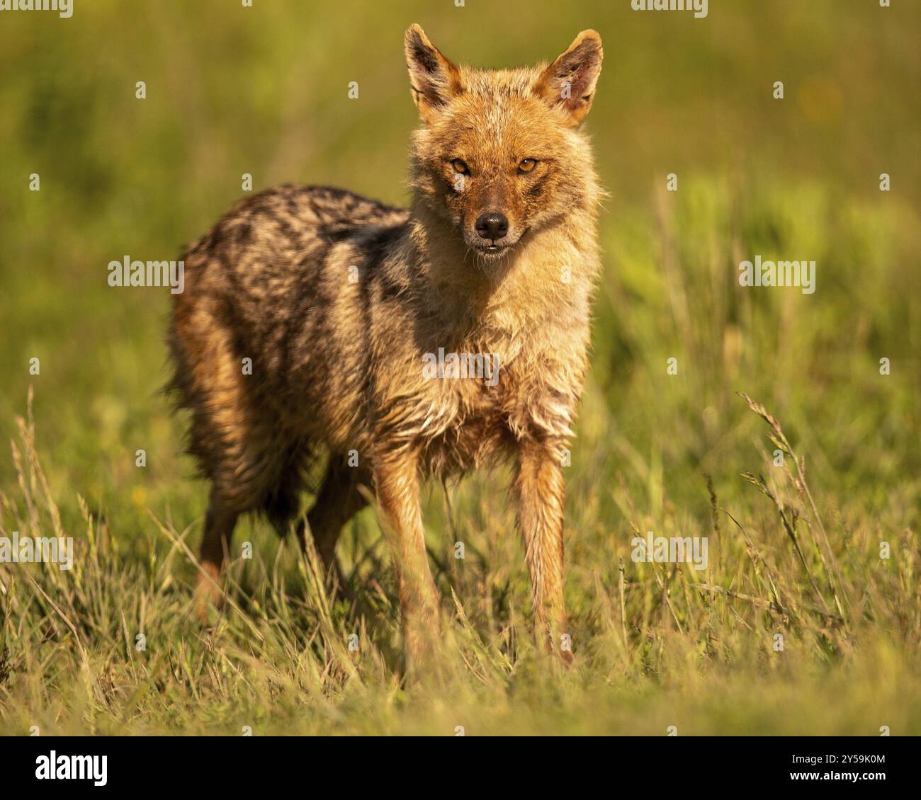 Securing golden jackal in side view on a pasture Stock Photo - Alamy