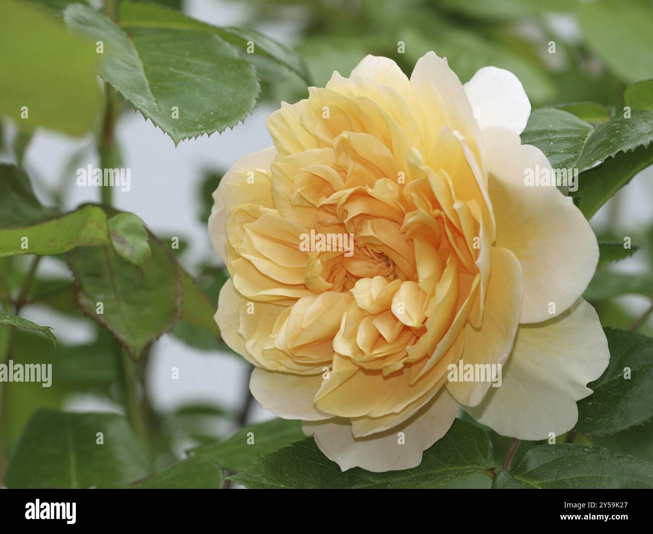 English Rose Jayne Austin Stock Photo - Alamy