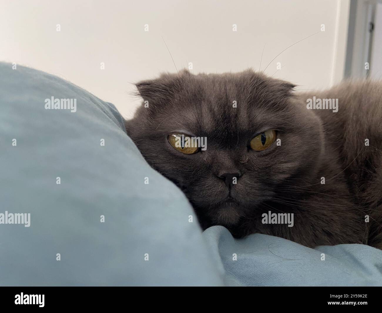 Lazy fat Grey cat Scottish fold on bed at home, relaxed pet Stock Photo ...