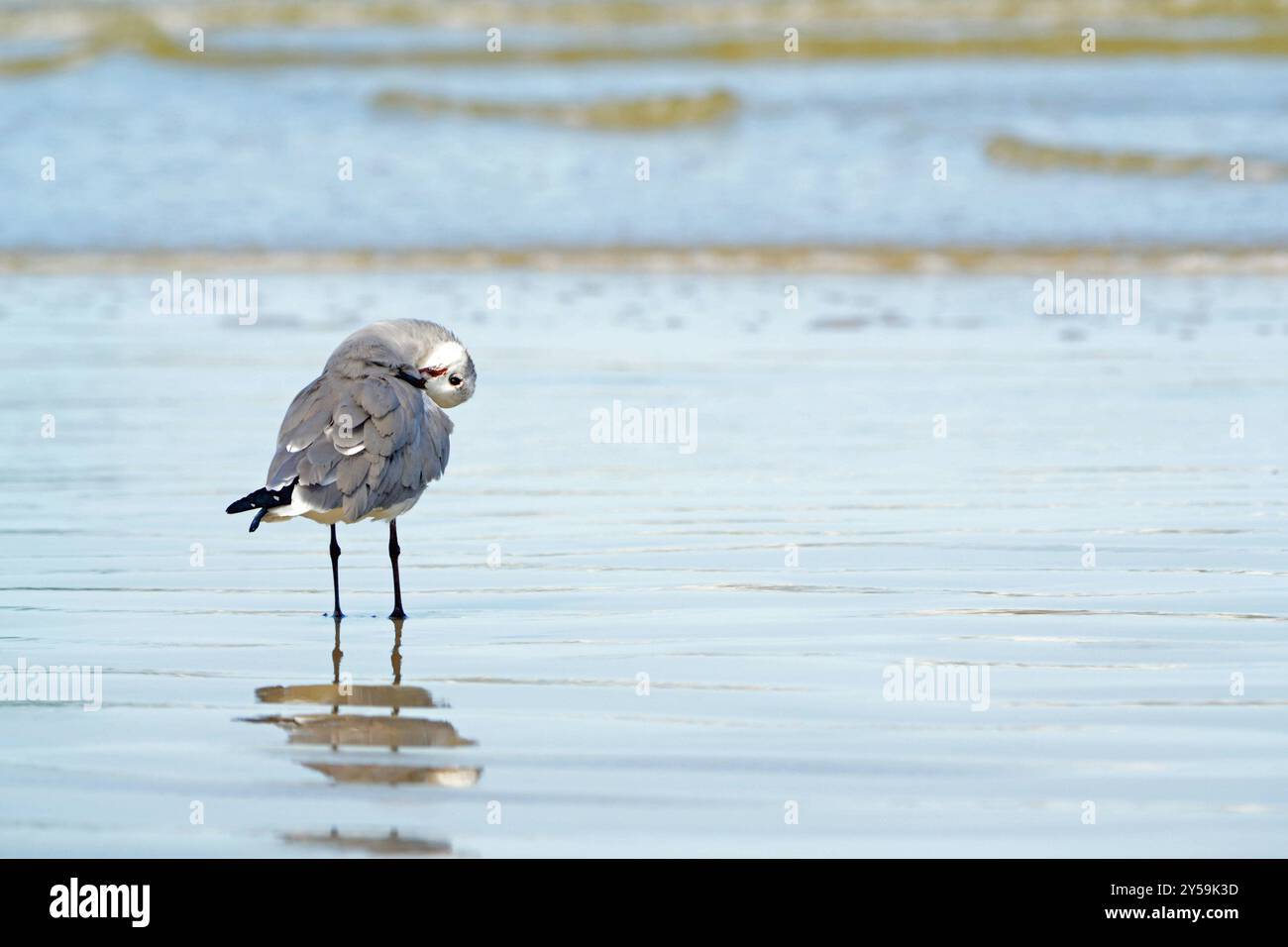 A lone seagull standing in the swash at the oceans edge, preening its ...
