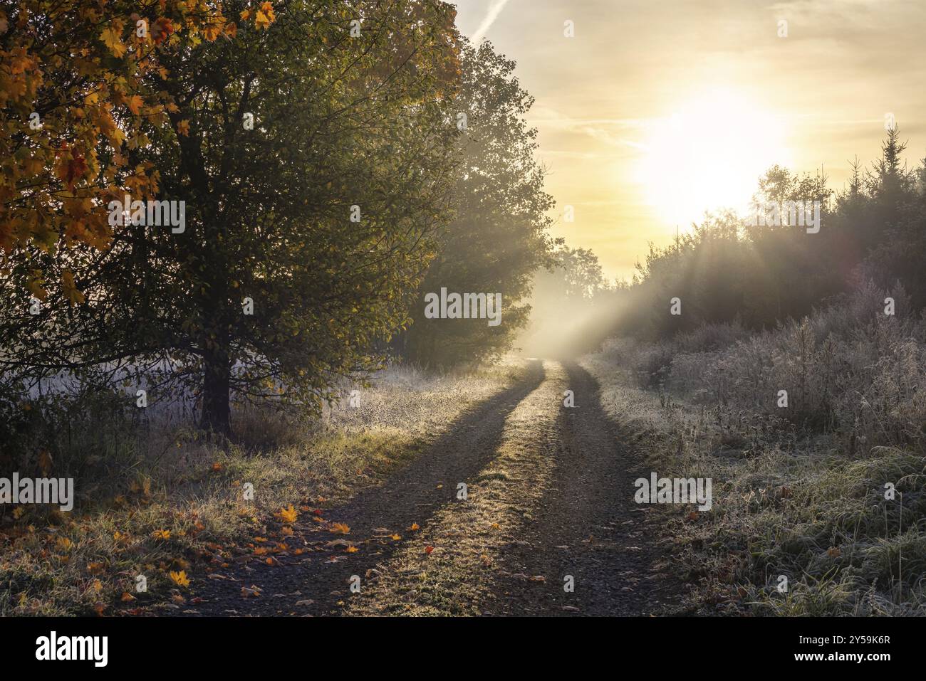 Atmospheric autumn landscape forest path with foggy mood and rising sun ...