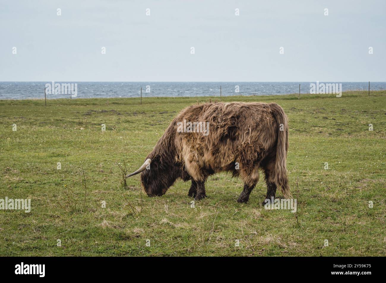 Highland cattle on the meadow at Gulstav Mose, Langeland, Denmark ...