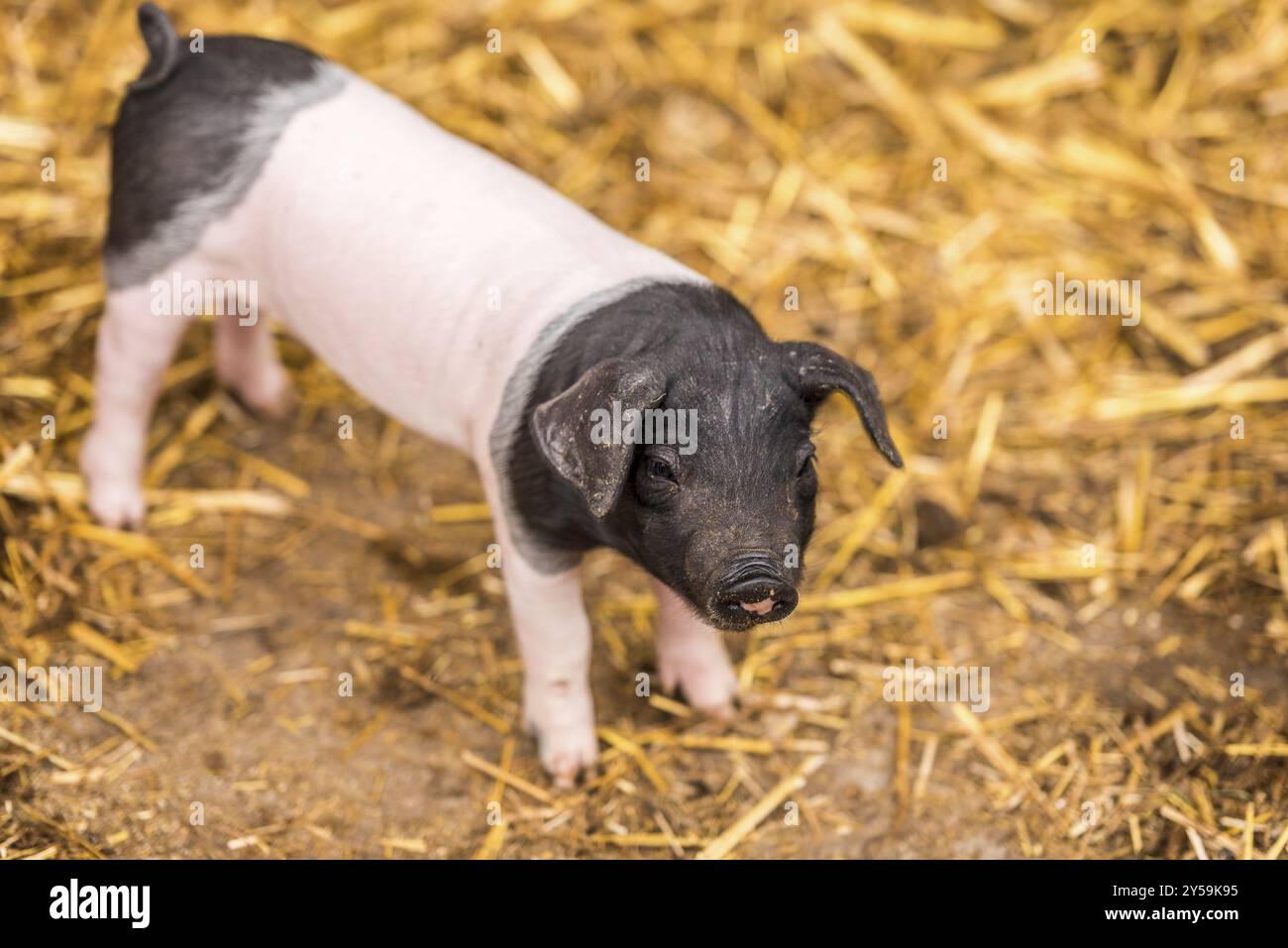 Cute baby pig, two weeks old, from the Swabian-Hall swine breed, with ...