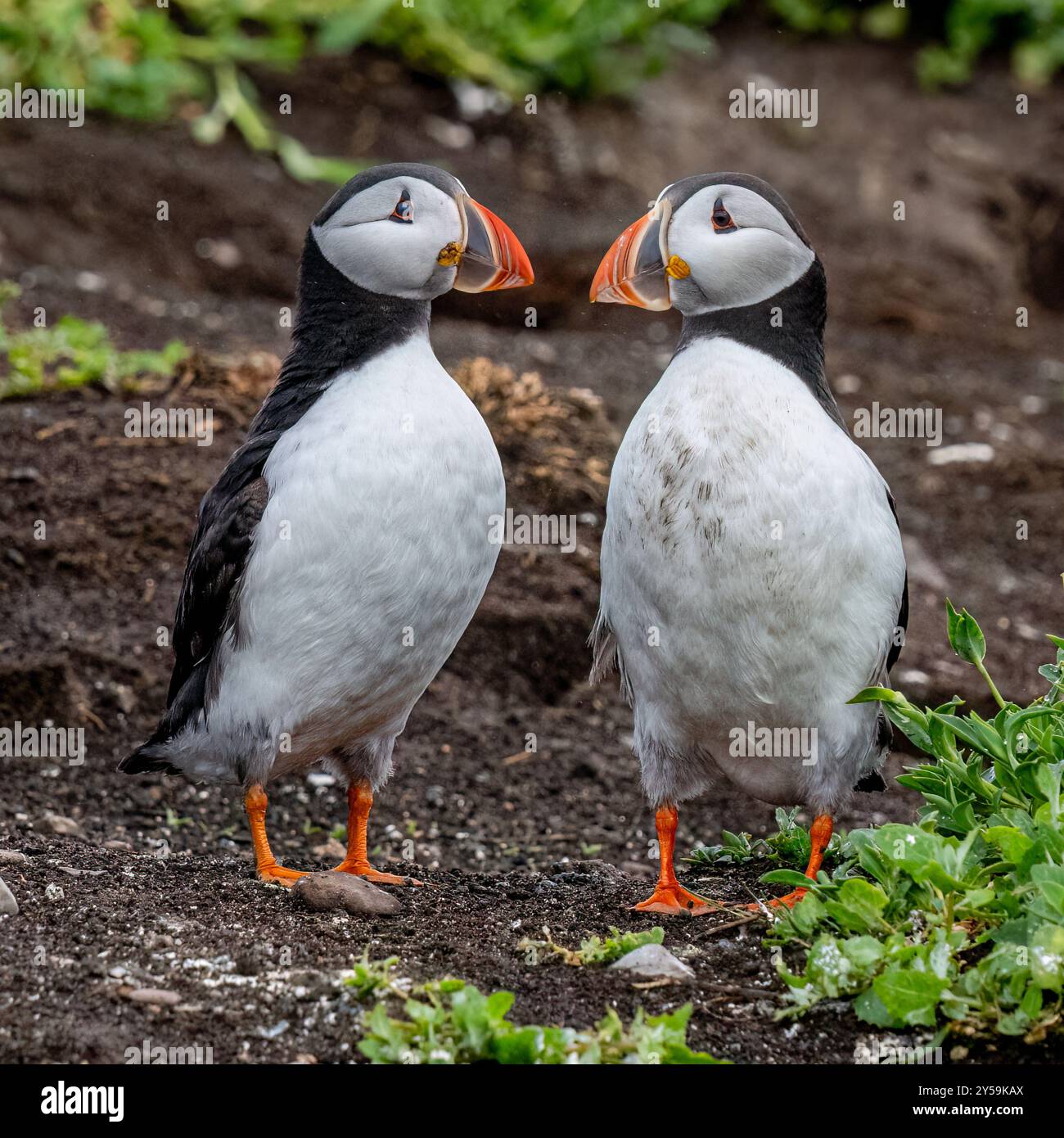 Puffins legs hi-res stock photography and images - Alamy