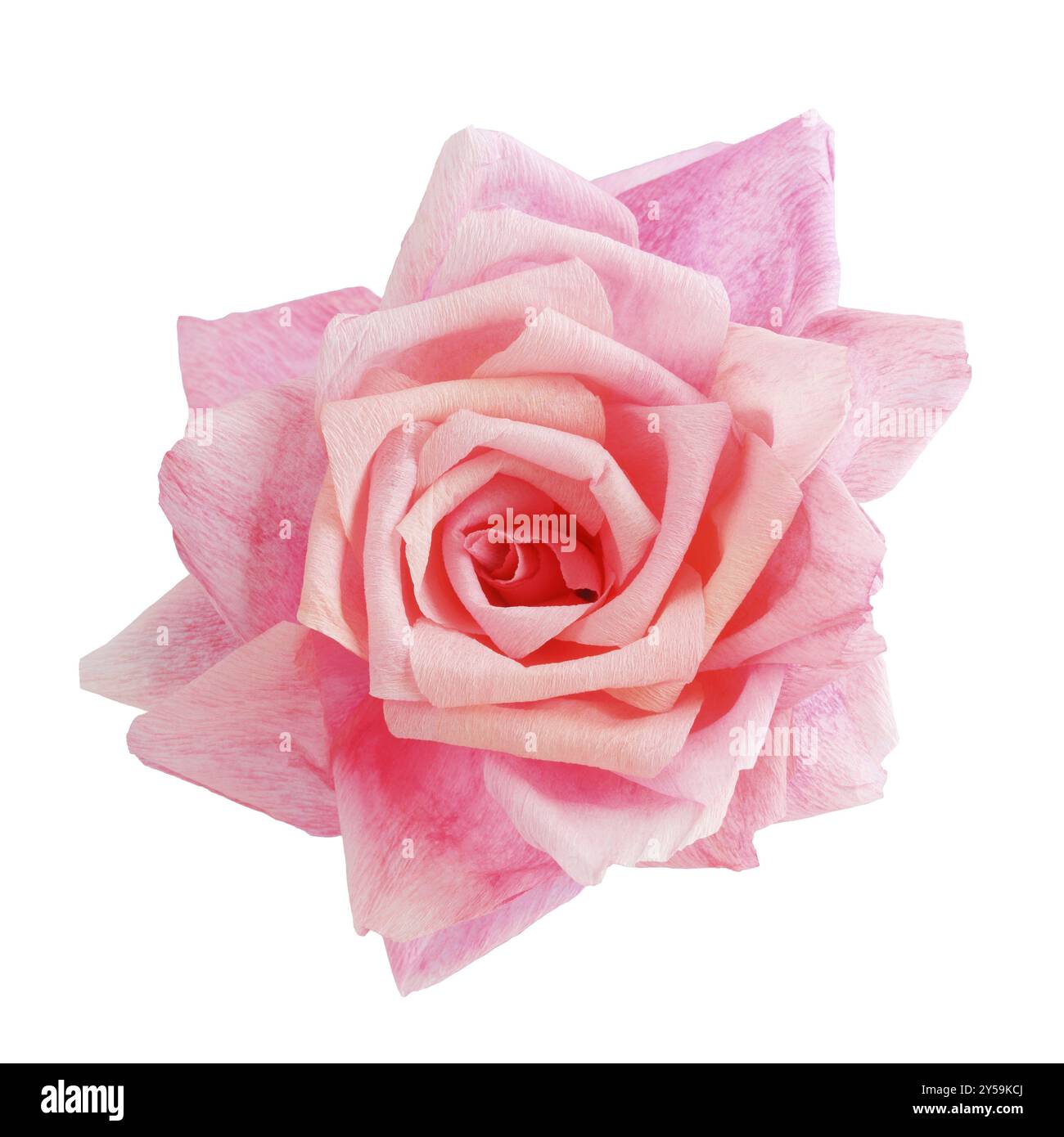 Blossom of a pink rose paper flower isolated on white background Stock ...