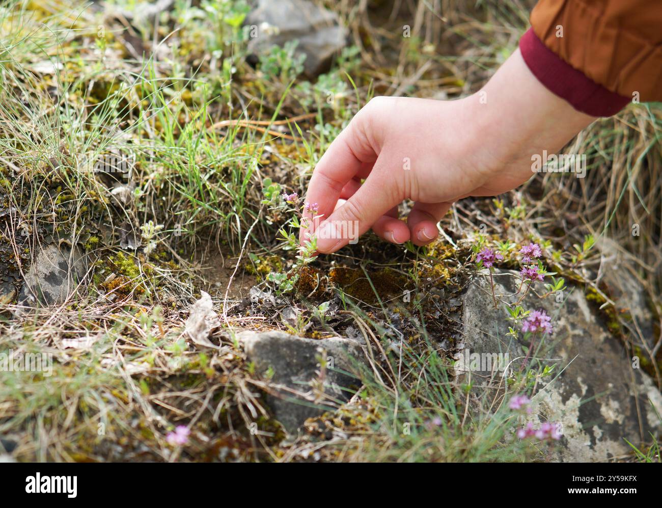 Woman hand collects plant thymus in the wild. Natural. Woman gathers ...