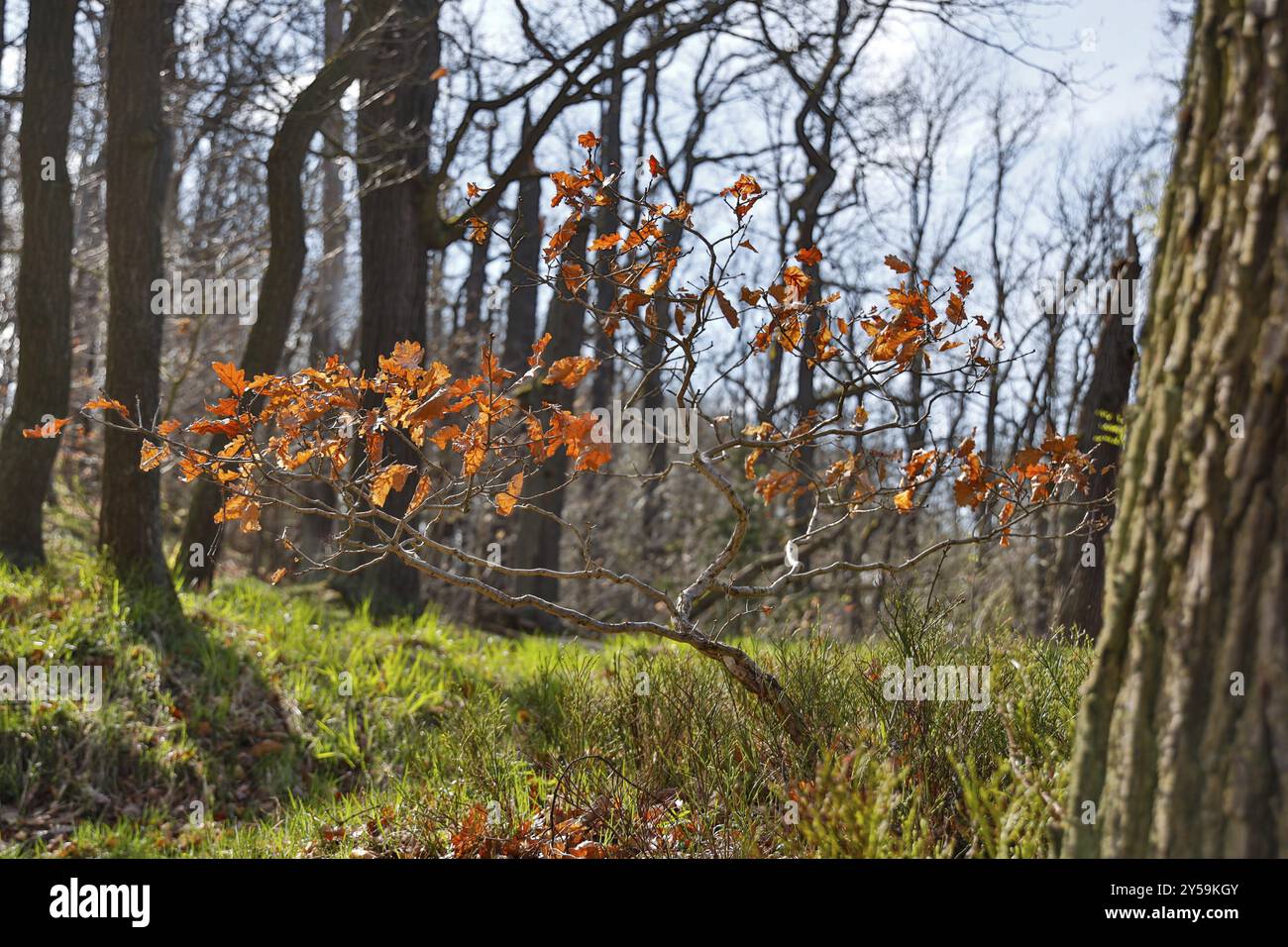 Young oak regrowing tree in the Selke valley Stock Photo - Alamy