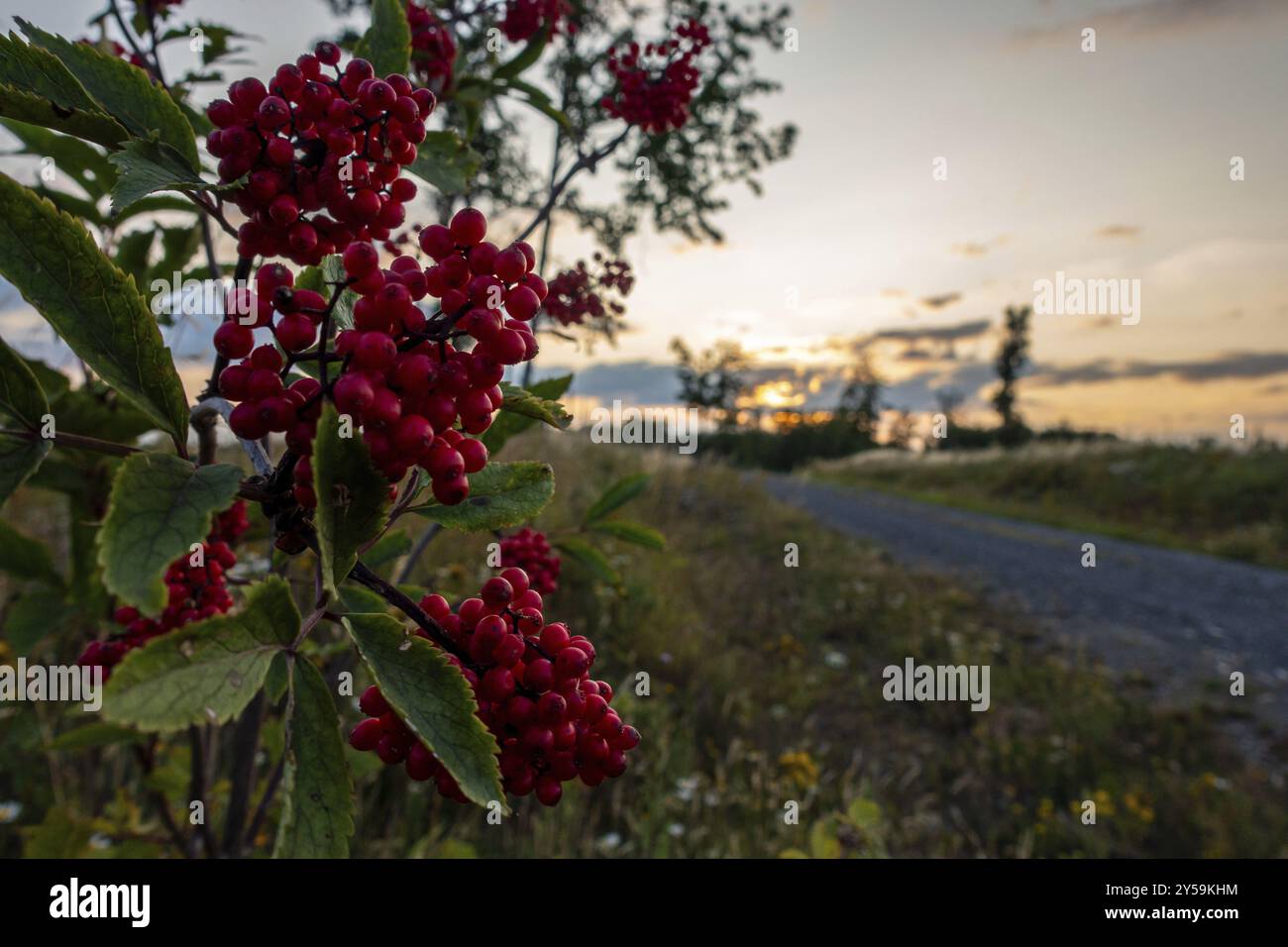 Forest fruits in the sunset Stock Photo - Alamy