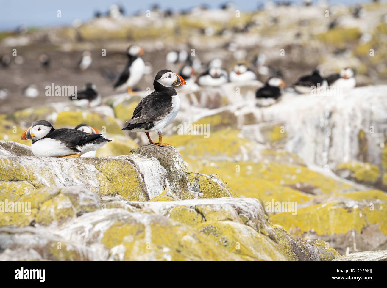 Puffin on the ground on Inner Farne Island in the Farne Islands ...