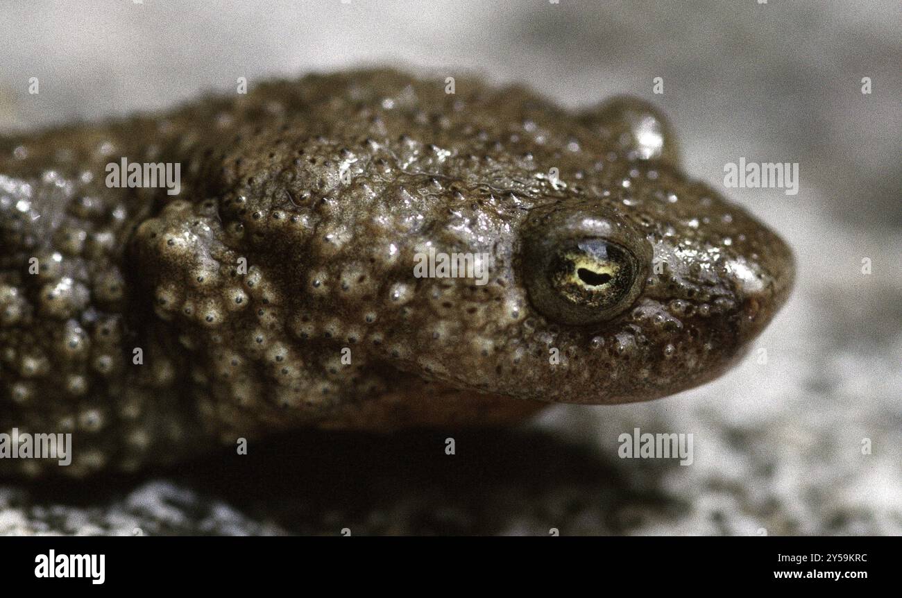 Side view of the head of a Spanish Pyrenean newt in the Pyrenees Stock ...
