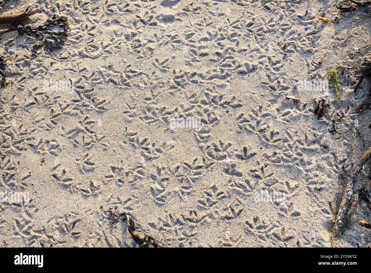 Bird Footprints in the Sand Stock Photo - Alamy