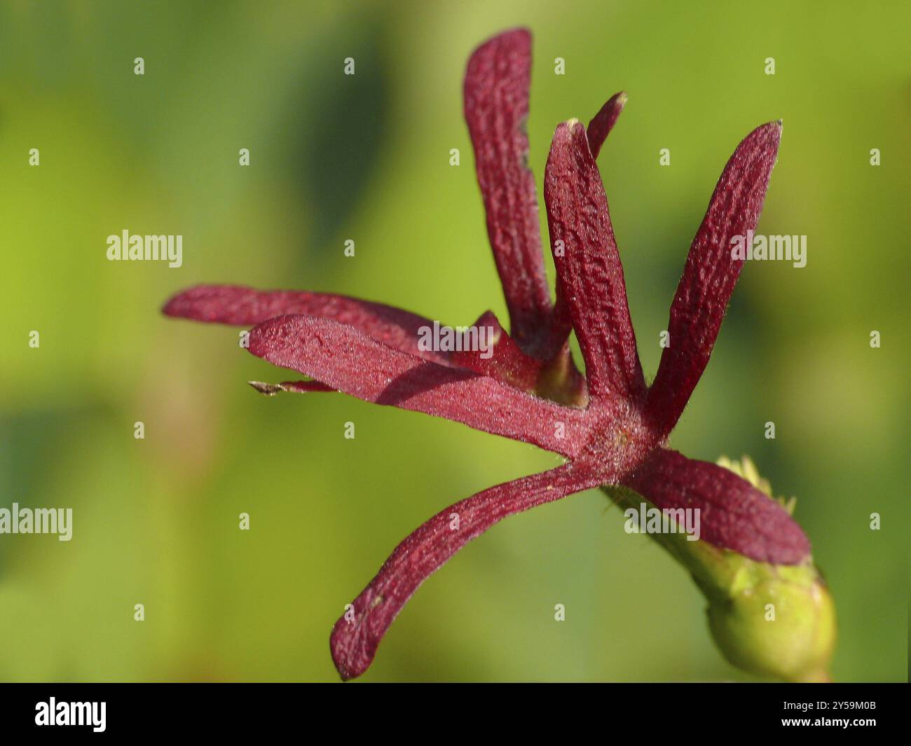 Fruits of the autumn jasmine, whose original Chinese name is Seven Sons ...