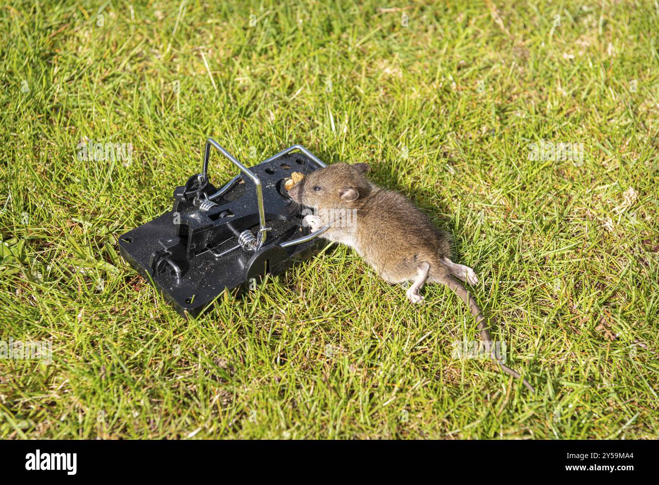 Young Brown Rat caught in a trap Stock Photo - Alamy