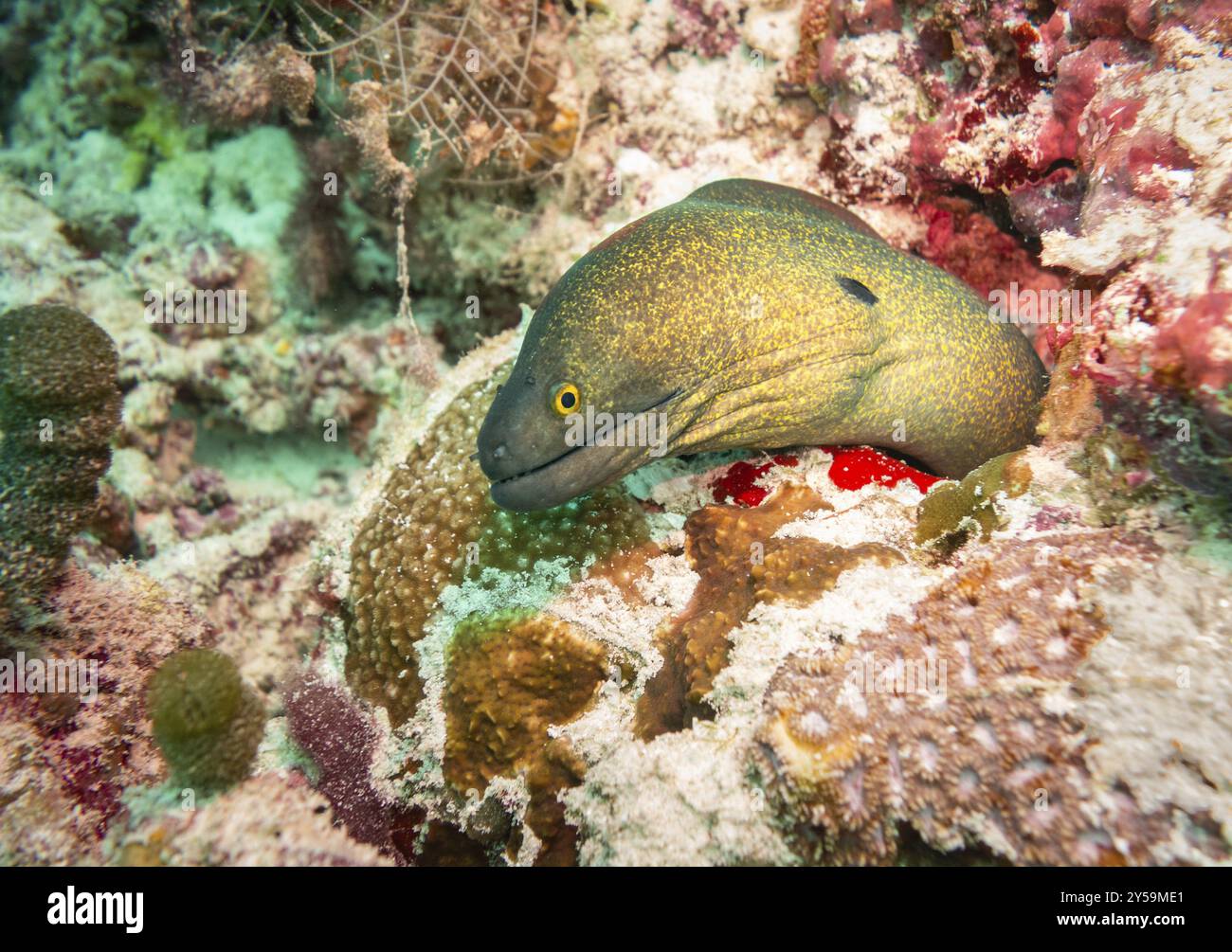 Yellow-edged Moray Eel, The Maldives Stock Photo - Alamy