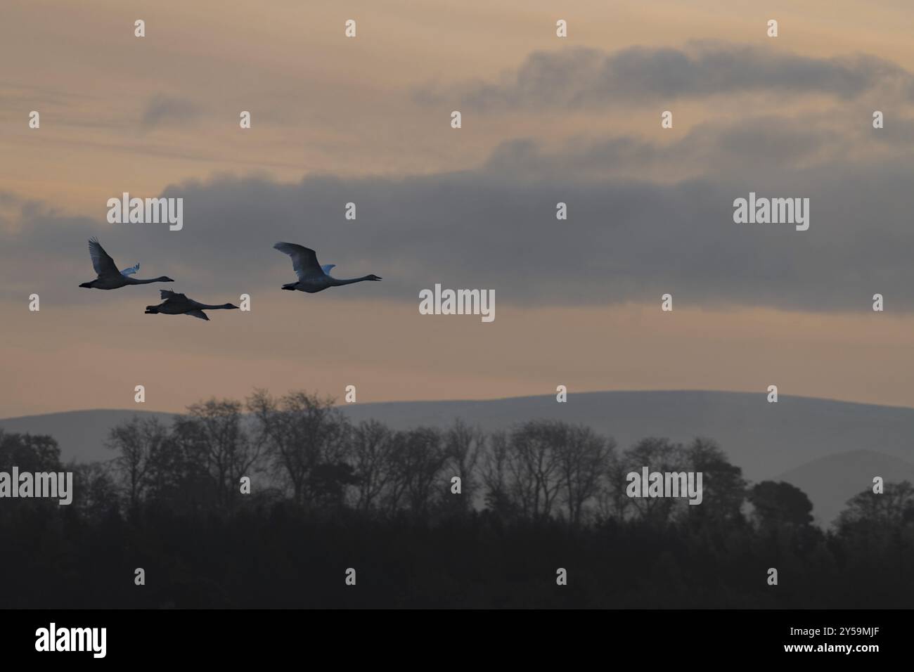 Flying Swan Silhouettes at Sunrise Stock Photo - Alamy