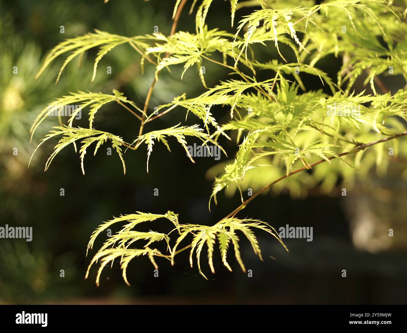 Downy Japanese Maple Stock Photo - Alamy
