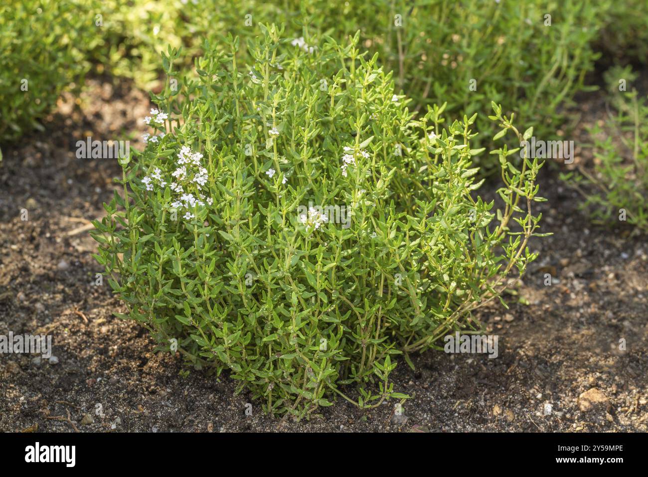 Blooming Common Thyme (Thymus vulgaris Stock Photo - Alamy