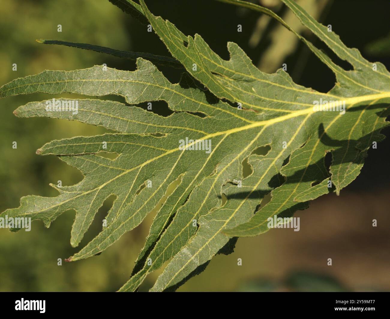 Japanese Emperor Oak Japanese Emperor Oak Stock Photo - Alamy