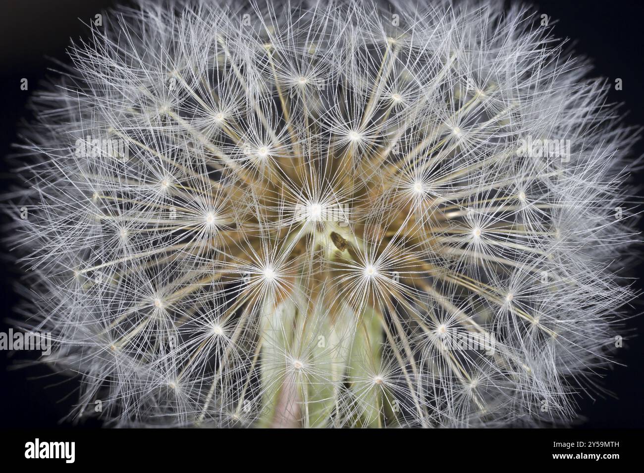 The so-called dandelion is the inflorescence of the dandelion Stock ...