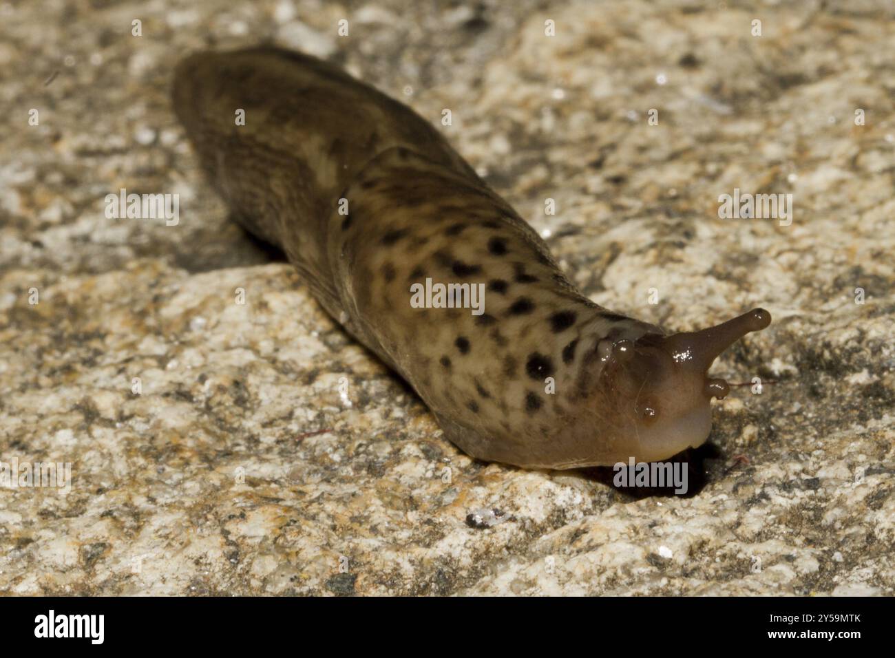 A leech snail crosses a path at night Stock Photo - Alamy