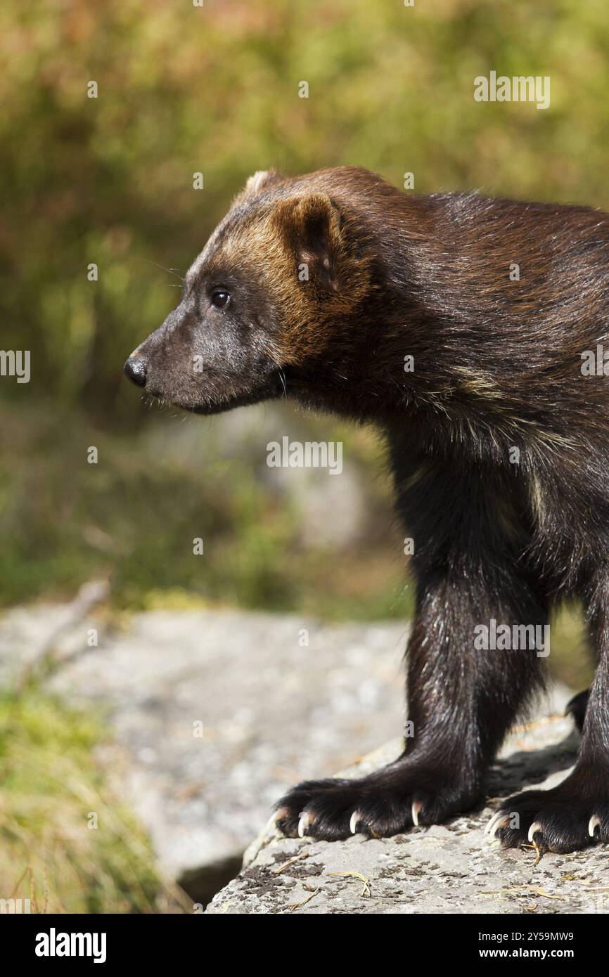Of the wolverine the front body, head and the very large paws, standing ...