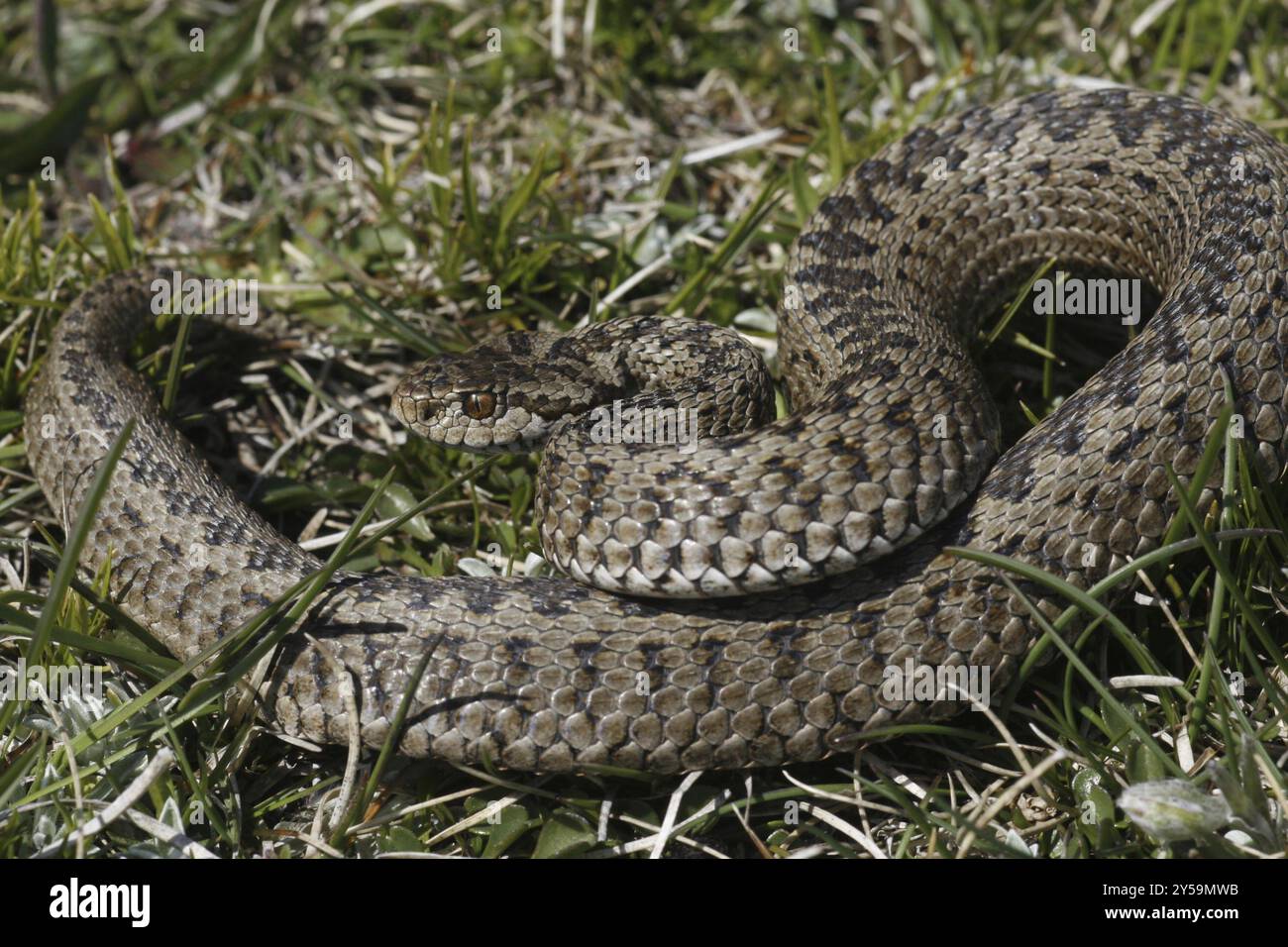 A meadow viper puts its neck in an S-loop for the attack Stock Photo ...