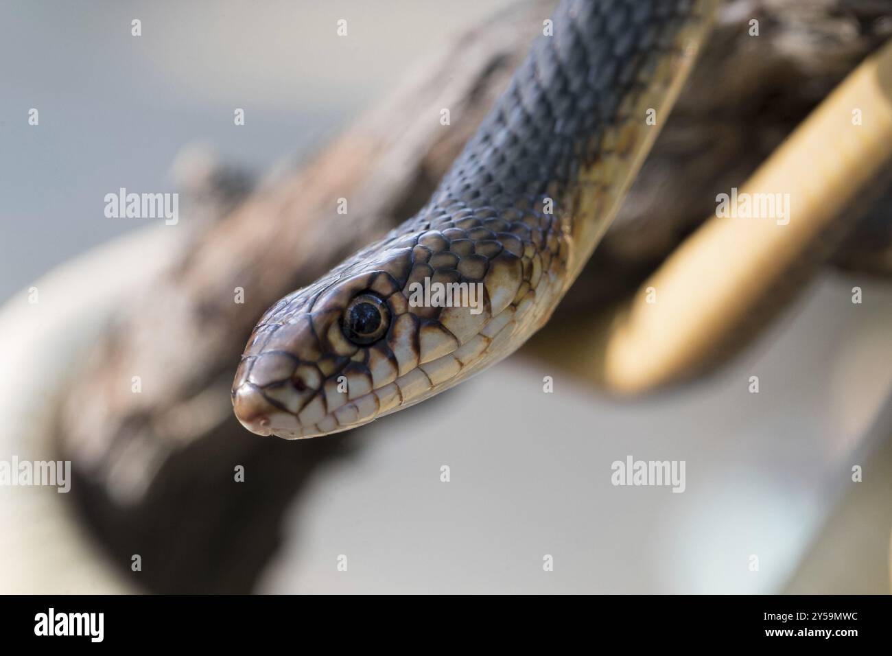 Side view of the head of an arrow snake Stock Photo - Alamy