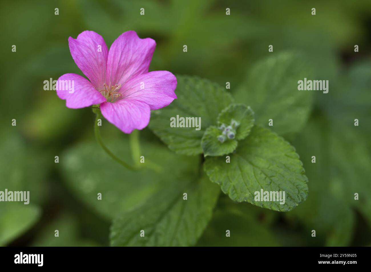 Endres cranesbill with leaves (lat. Geranium endressii Stock Photo - Alamy