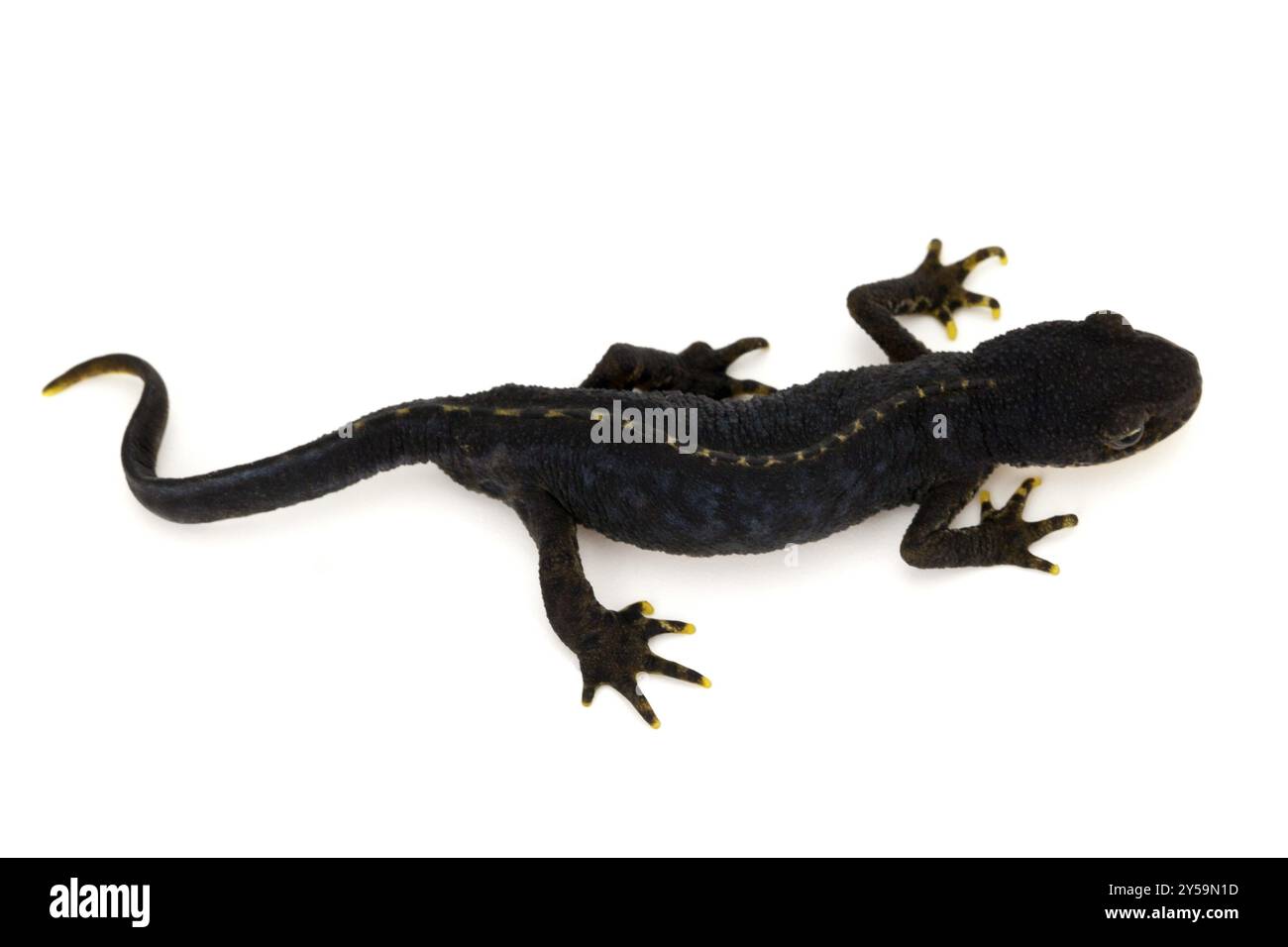 A male alpine newt cropped in top view on a white background Stock ...
