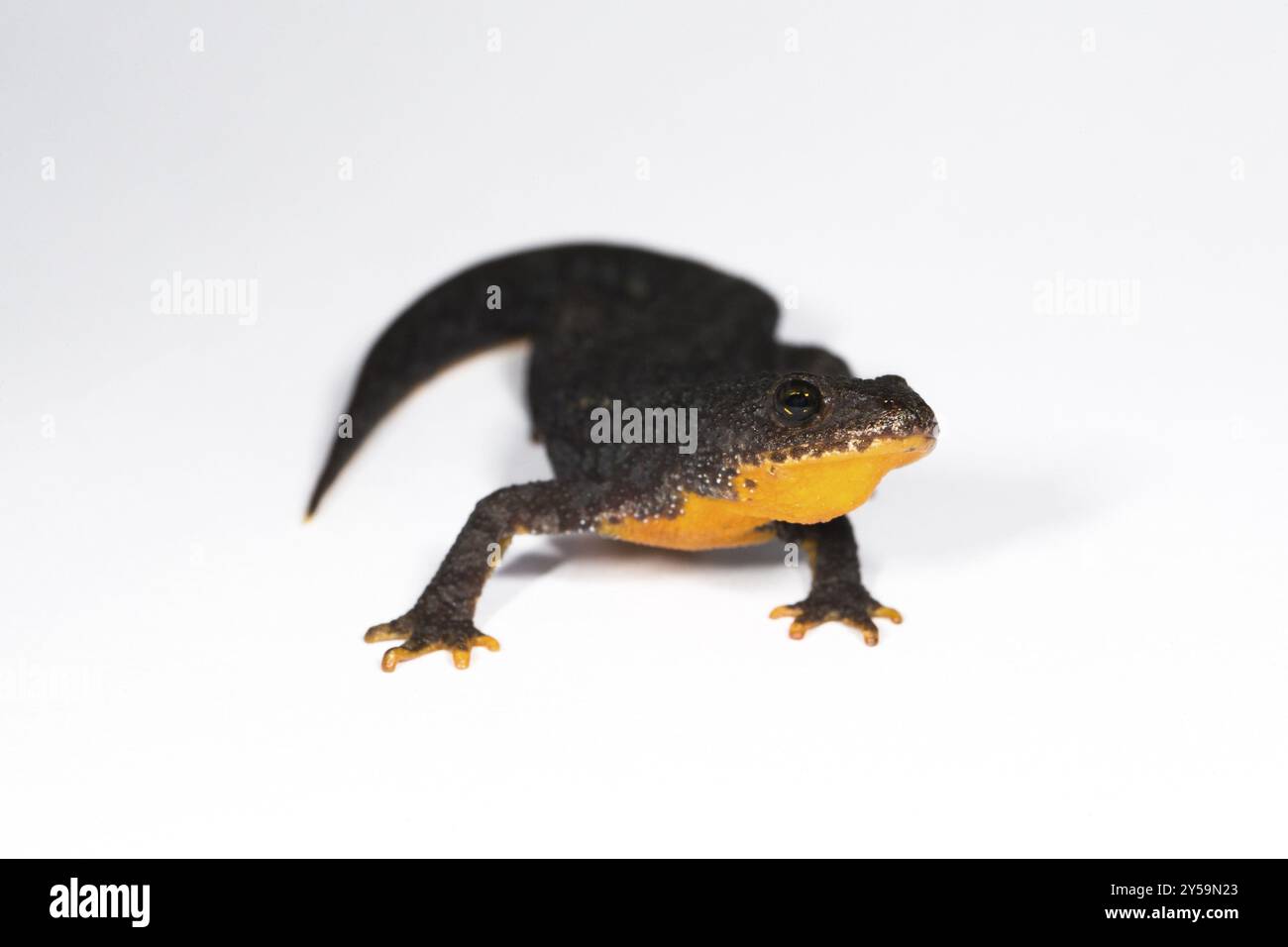 Marbled salamanders hi-res stock photography and images - Alamy