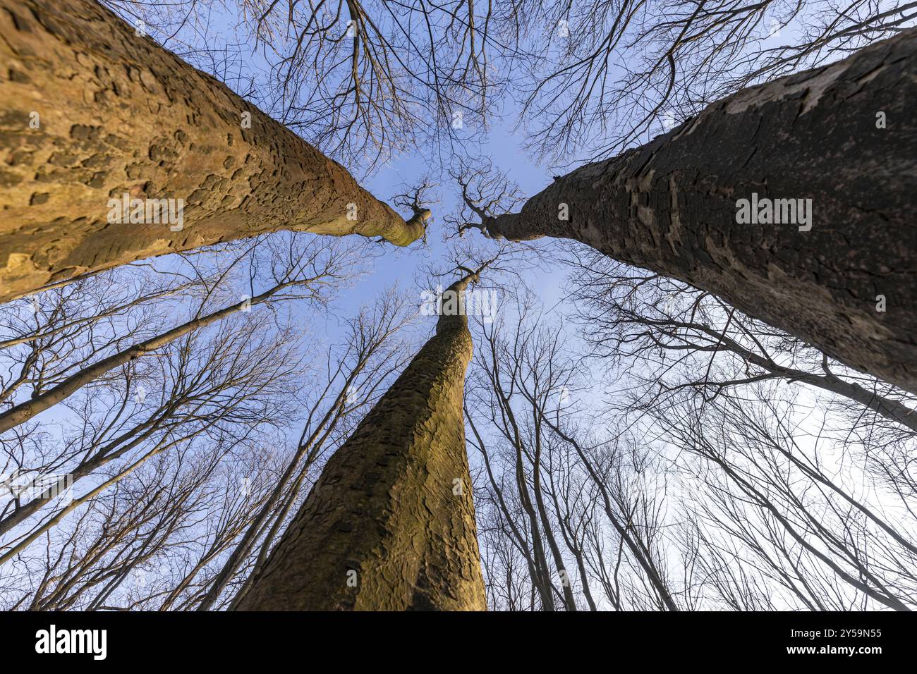 View into the treetops Stock Photo - Alamy