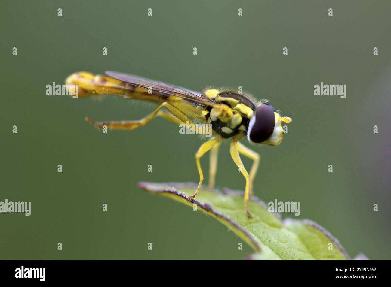 Hoverfly habitat hi-res stock photography and images - Alamy