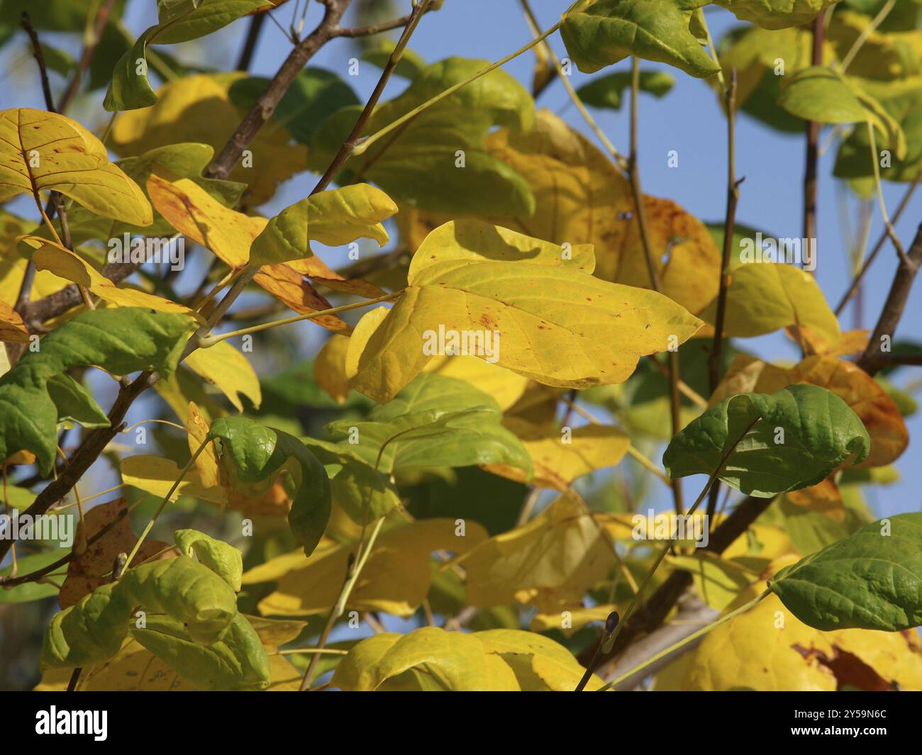 Tulip tree in autumn Stock Photo - Alamy