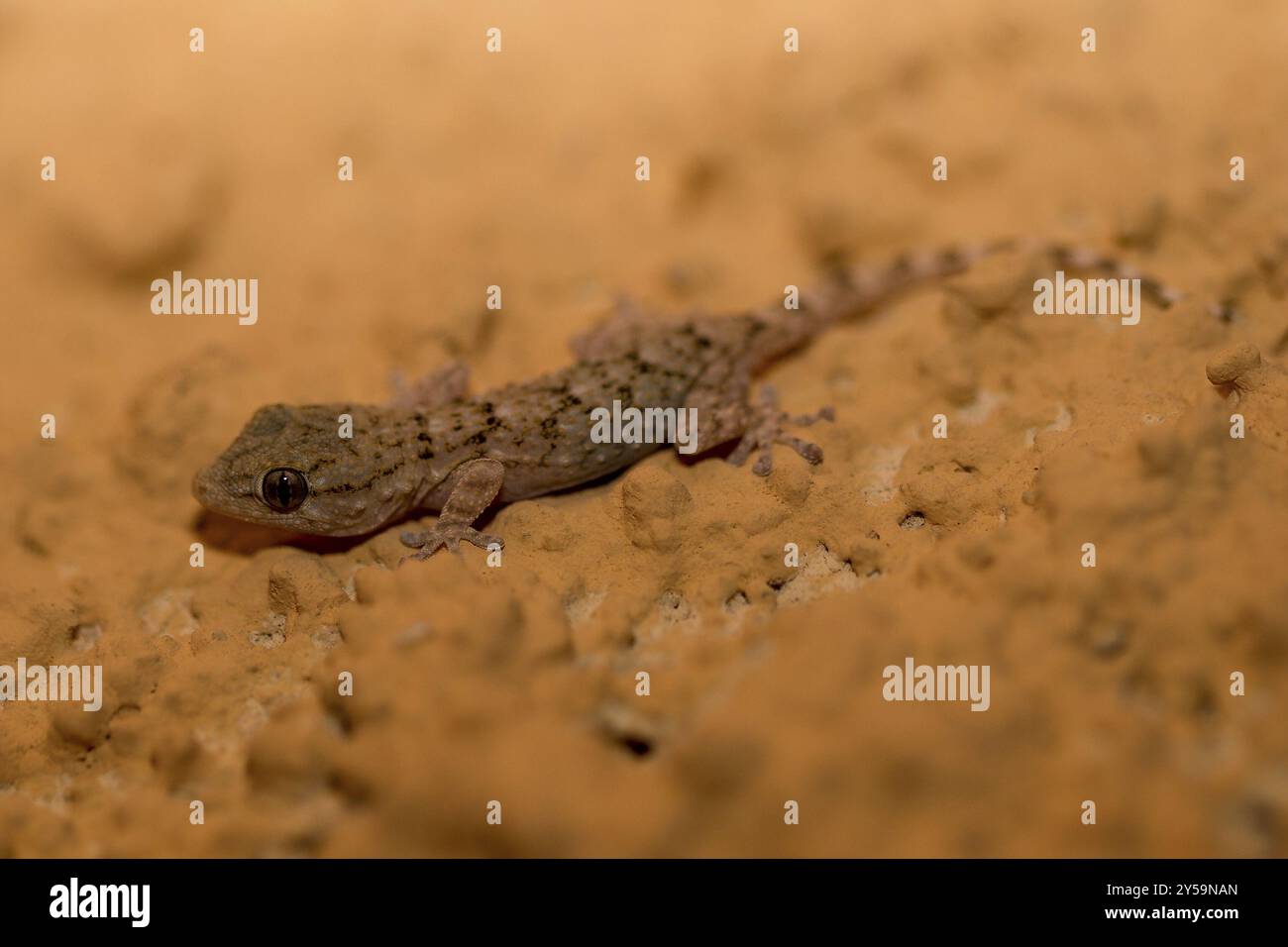 Side view of gecko hi-res stock photography and images - Alamy