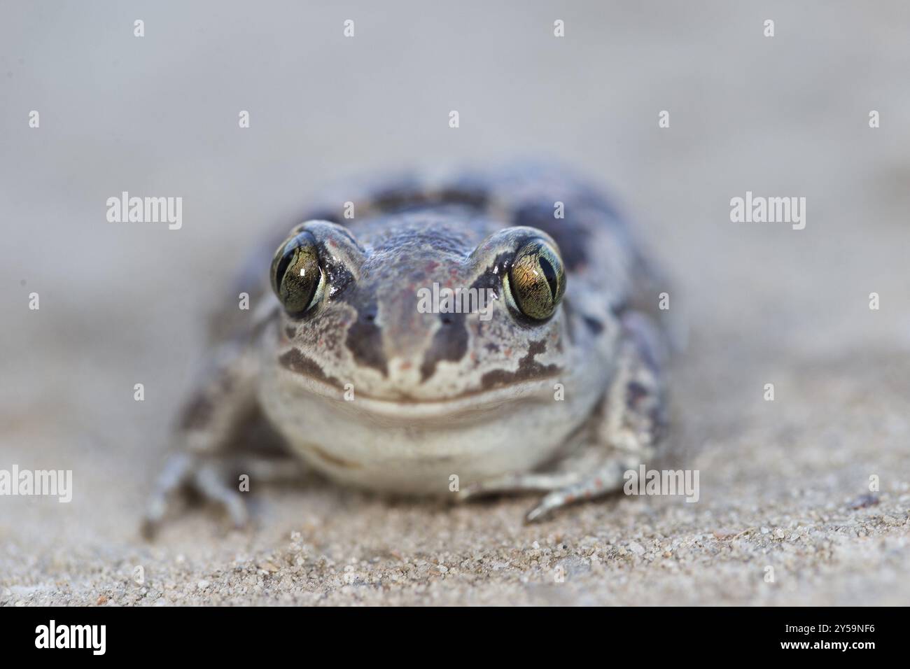 A spadefoot toad in frontal view Stock Photo - Alamy