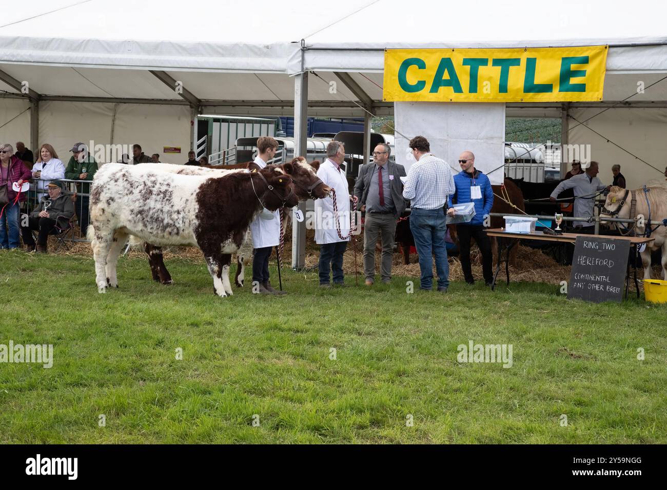 Cattle showing and judging in the cattle pen at the Penistone Agricultural show in South ...