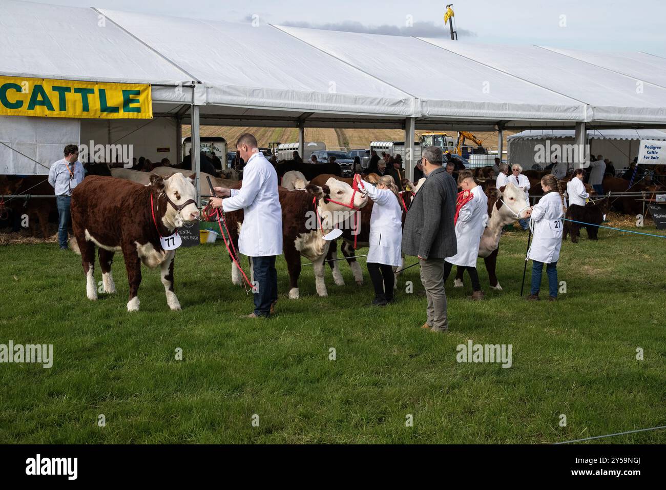 Cattle showing and judging in the cattle pen at the Penistone Agricultural show in South ...